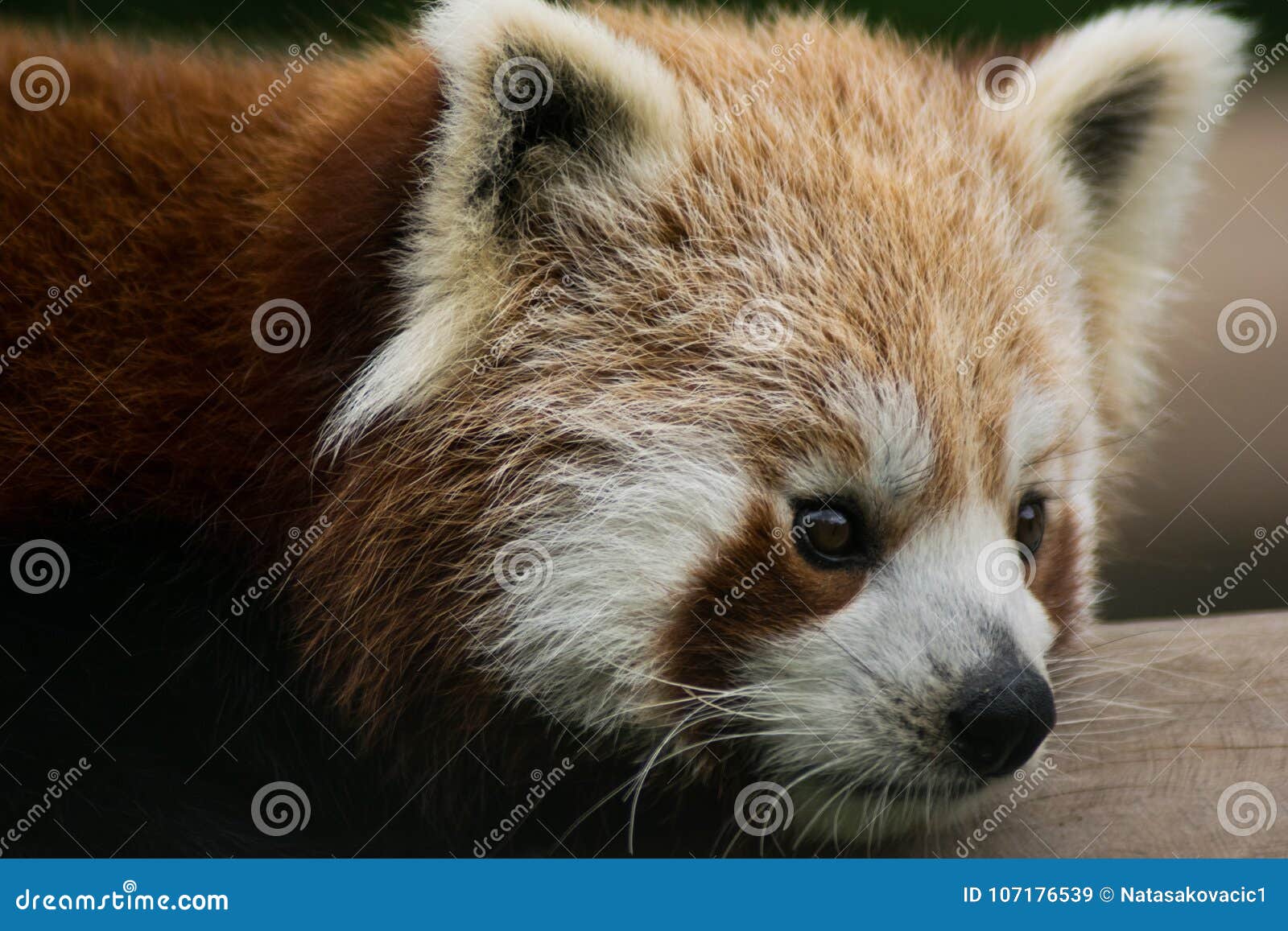 Red Panda on the Bamboo Tree Stock Image - Image of bamboo, brown ...