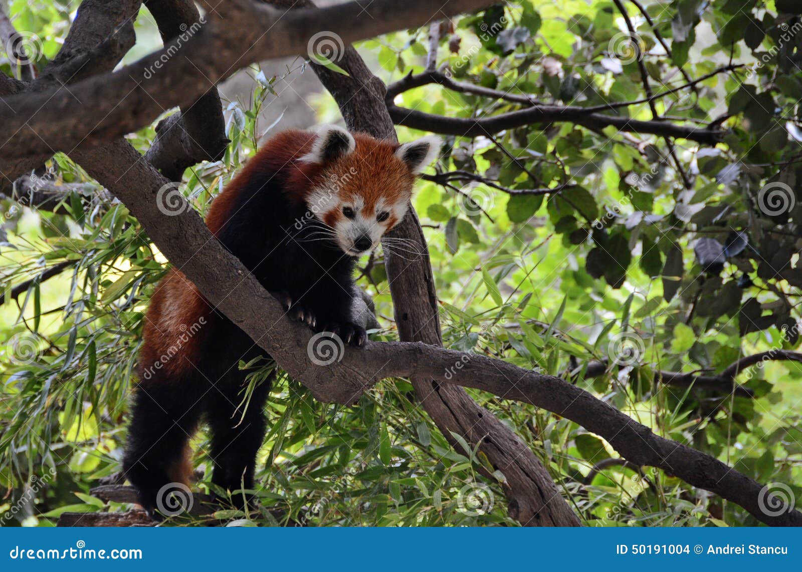 Red Panda stock photo. Image of bear, color, firefox - 50191004
