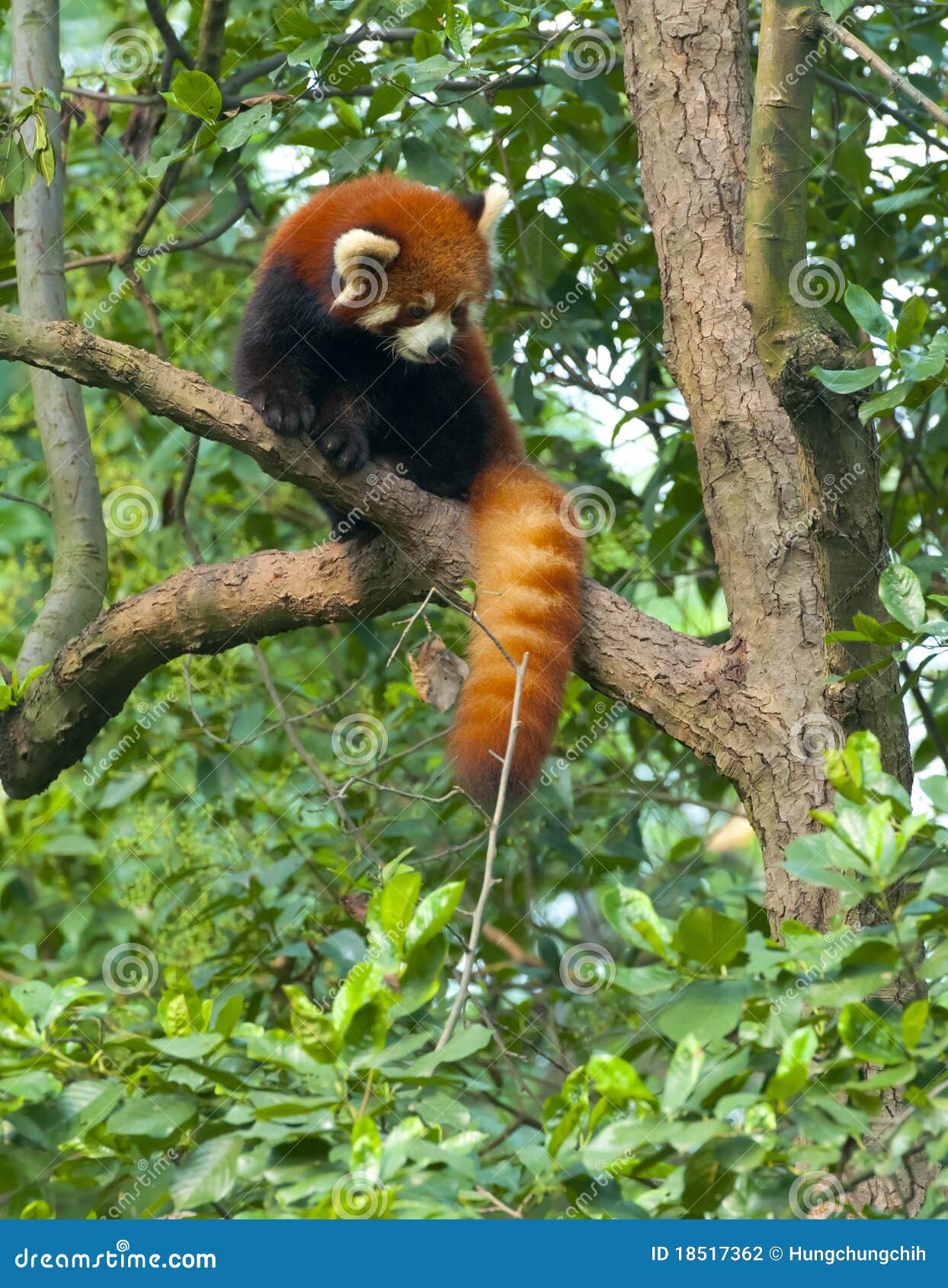 Red panda bear in tree stock photo. Image of bear, animal - 18517362