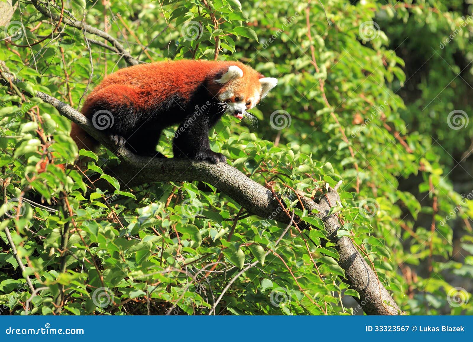 Red panda stock image. Image of detail, arboreal, animal - 33323567