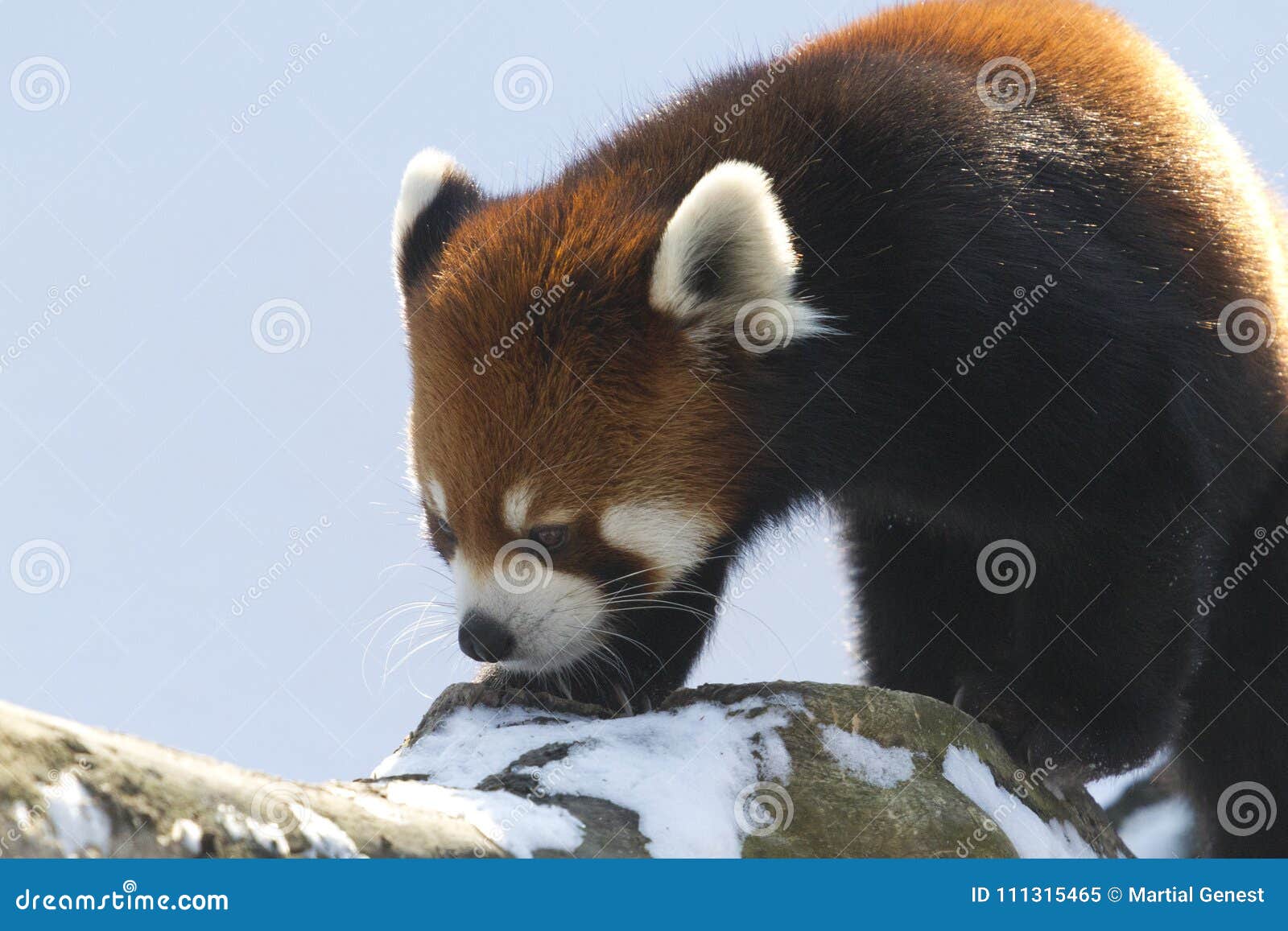 Red panda on a branch stock image. Image of panda, china - 111315465