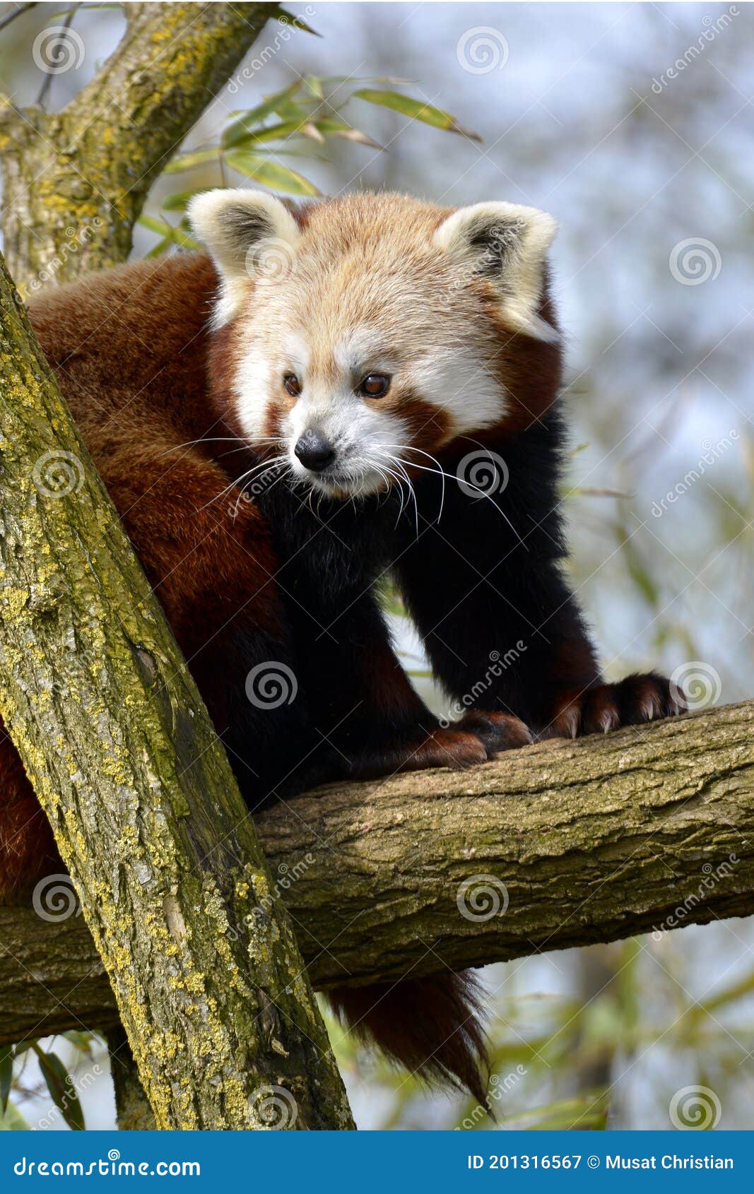 Red panda on branch stock image. Image of endangered - 201316567