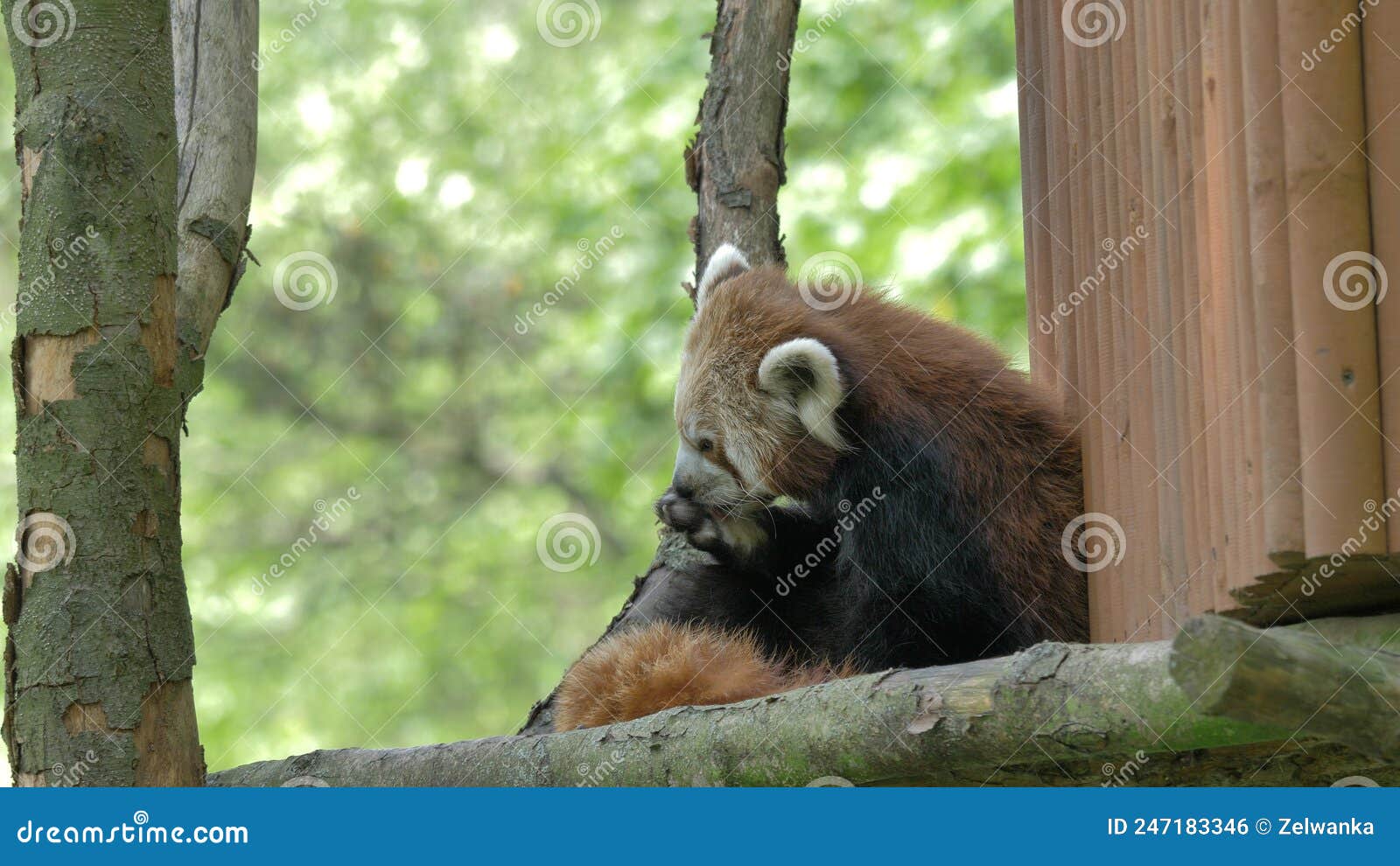 The Red Panda is Cleaning Paws. Ailurus Fulgens Stock Photo - Image of ...