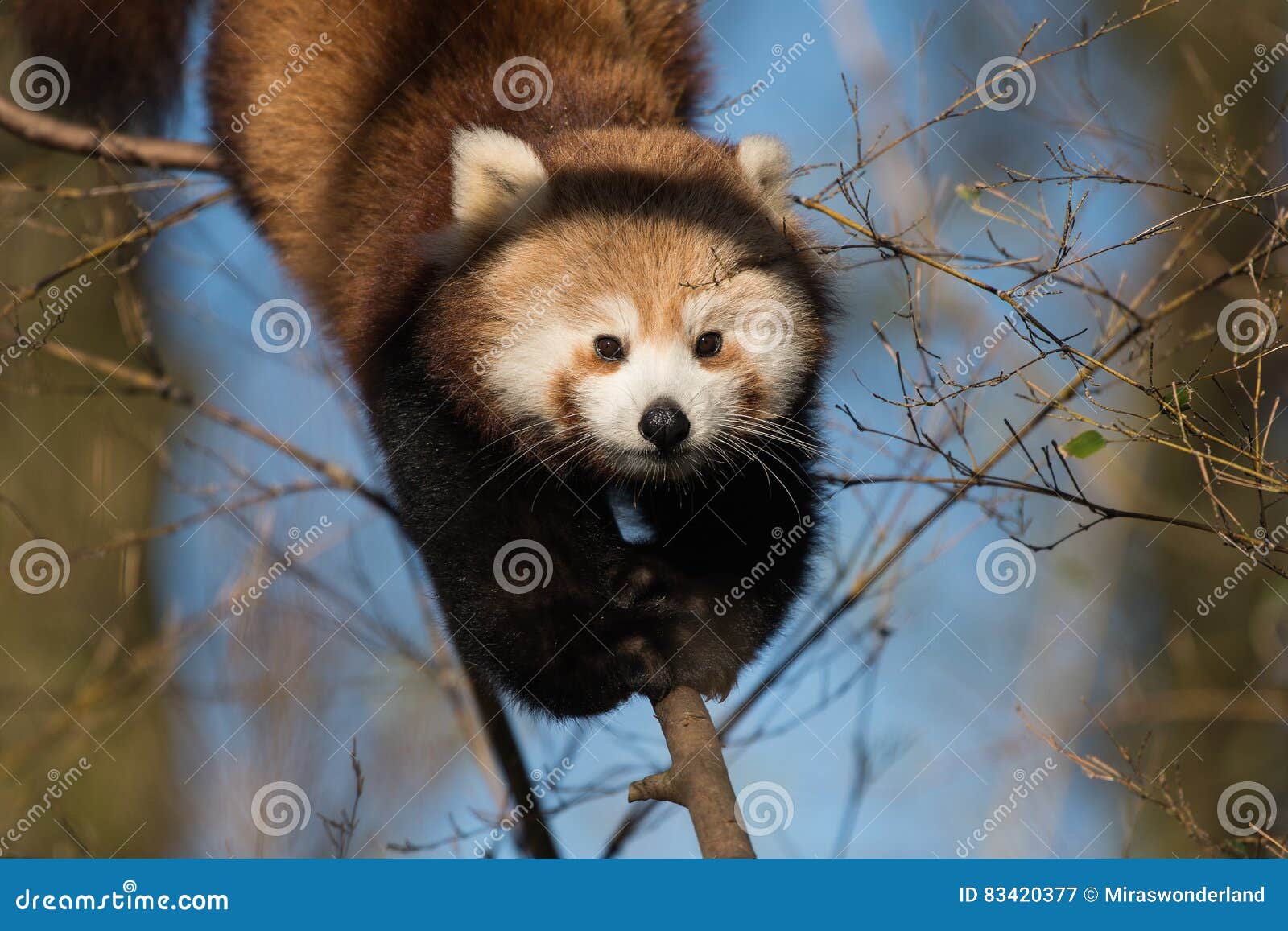 Red Panda Climbing in a Tree Stock Image - Image of descending ...