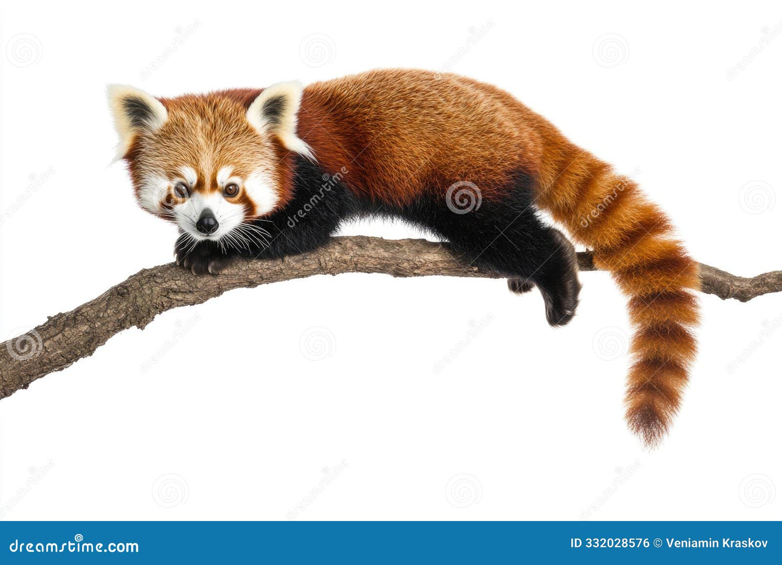 A Red Panda Climbing on a Tree Branch, Its Fluffy Tail Hanging Down ...