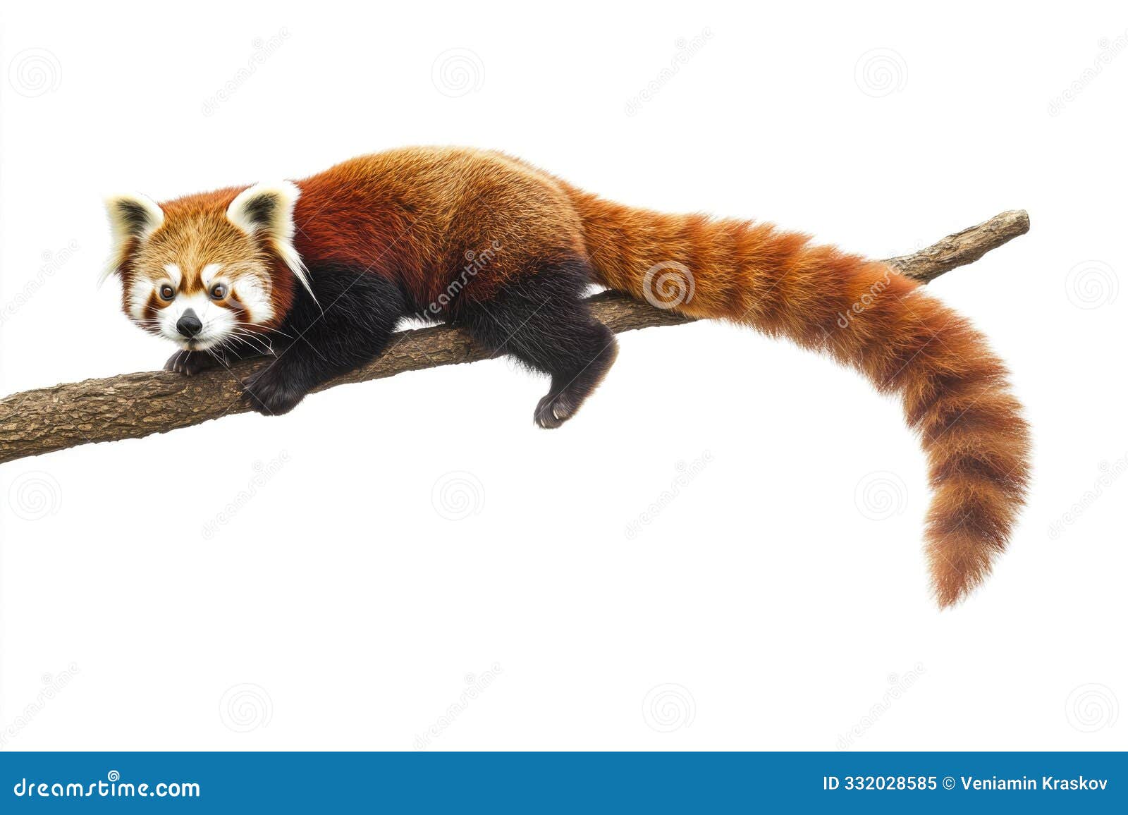 A Red Panda Climbing on a Tree Branch, Its Fluffy Tail Hanging Down ...