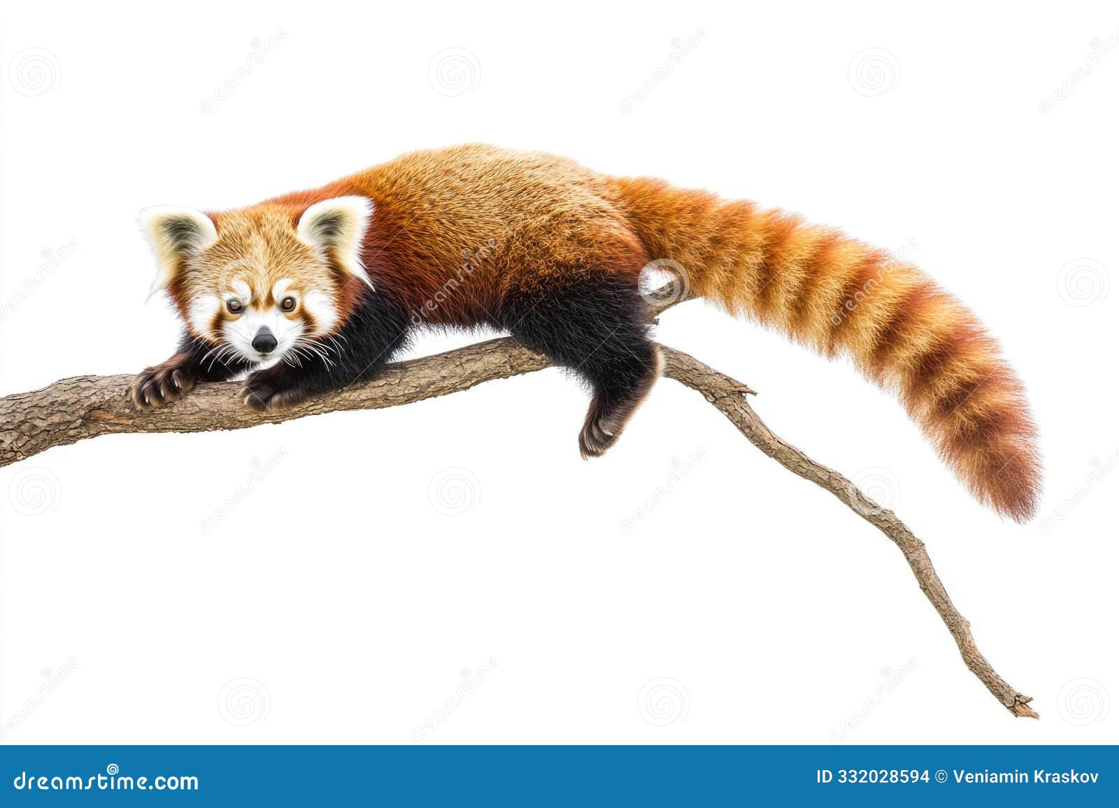 A Red Panda Climbing on a Tree Branch, Its Fluffy Tail Hanging Down ...