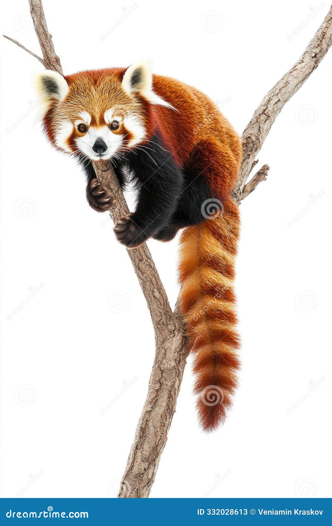 A Red Panda Climbing on a Tree Branch, Its Fluffy Tail Hanging Down ...
