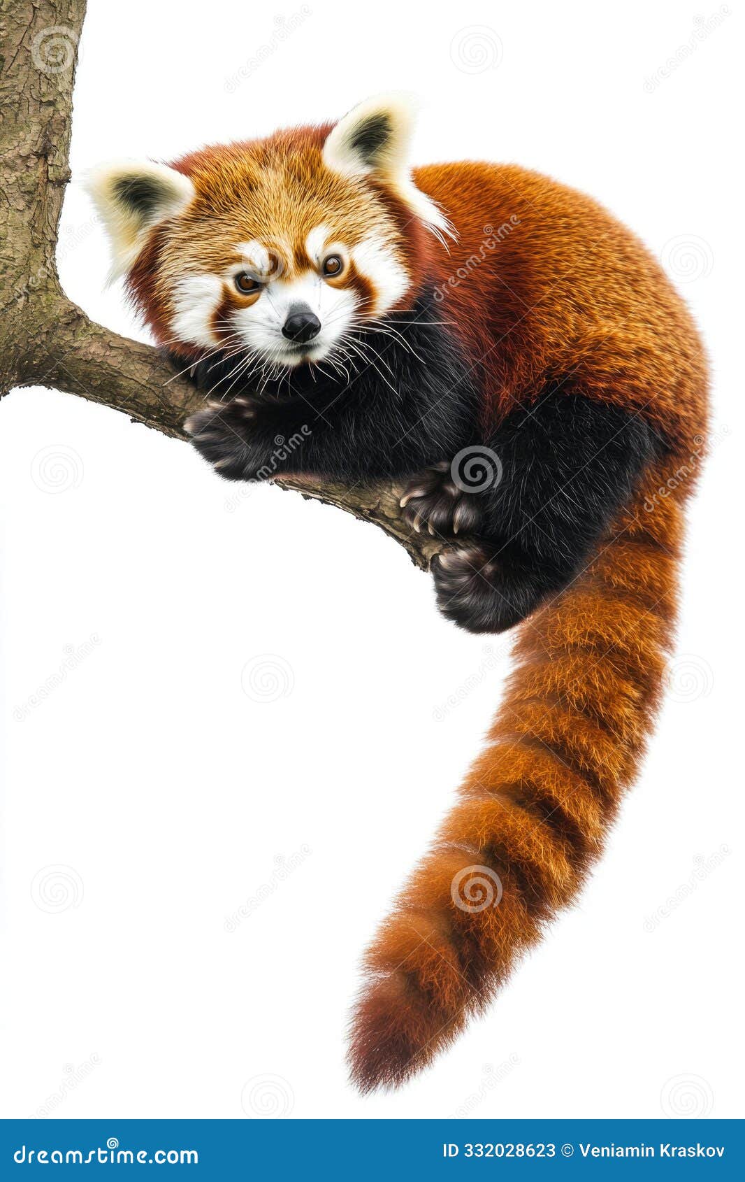 A Red Panda Climbing on a Tree Branch, Its Fluffy Tail Hanging Down ...