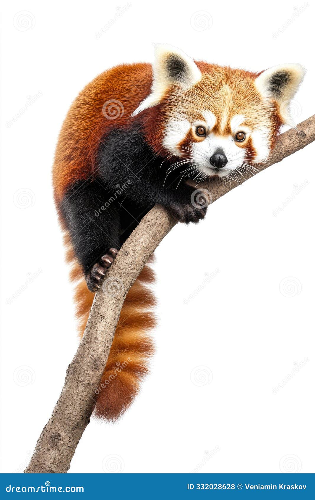 A Red Panda Climbing on a Tree Branch, Its Fluffy Tail Hanging Down ...