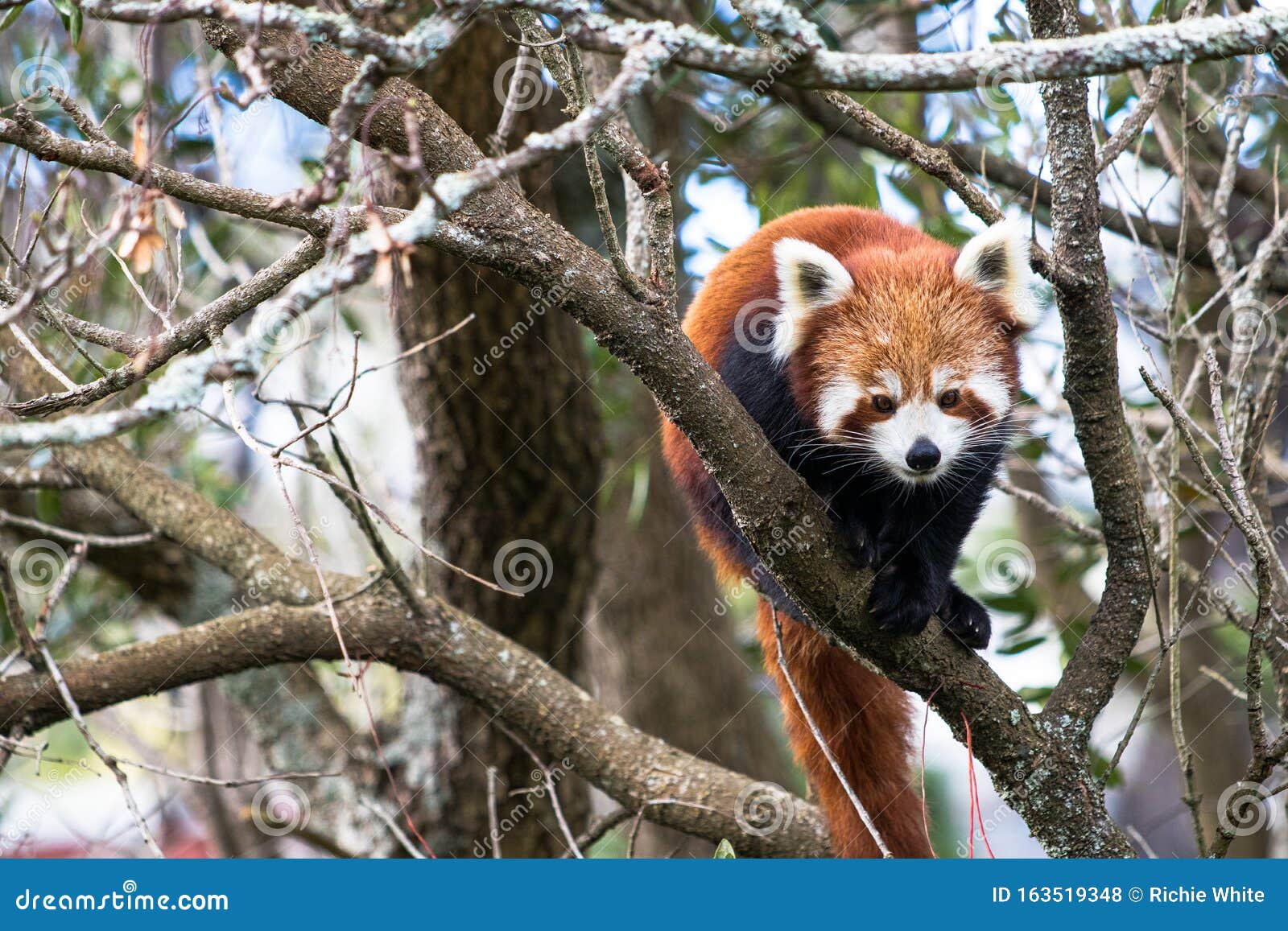 Red Panda Climbing through a Tree Looking for Something, Very Cute ...