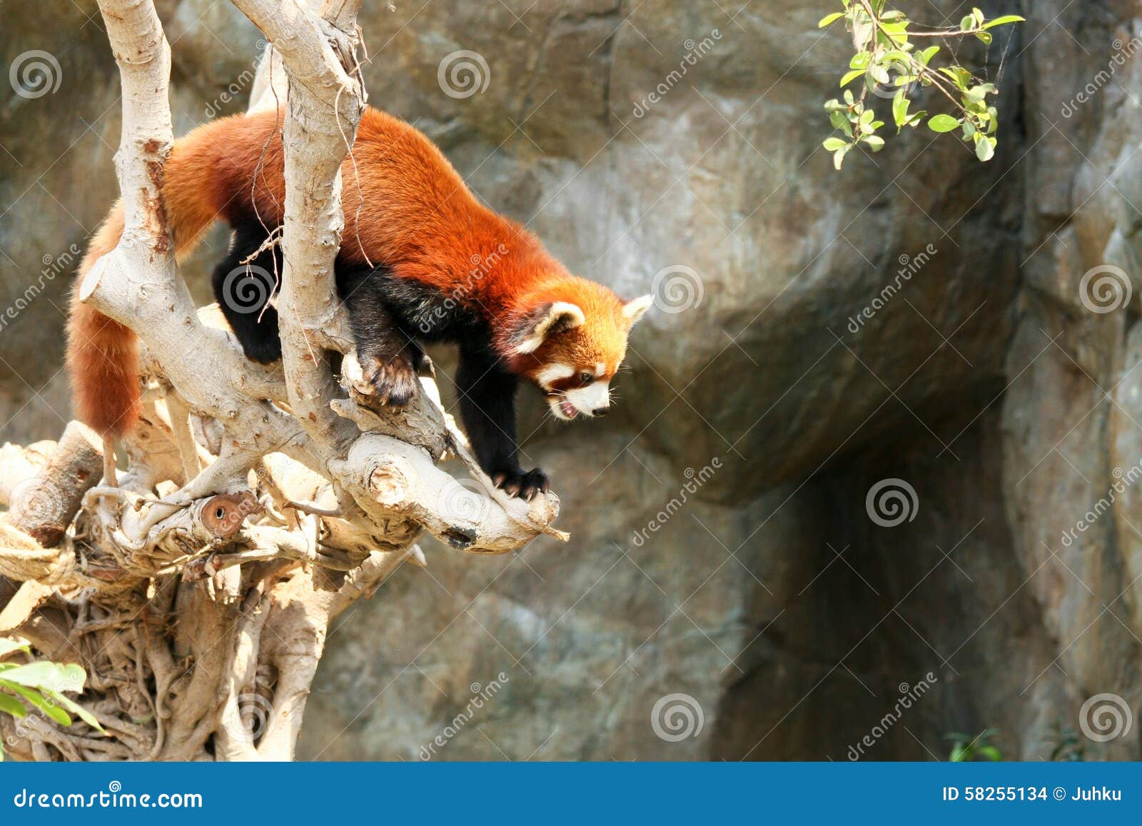 Red panda climbing on tree stock photo. Image of nature - 58255134