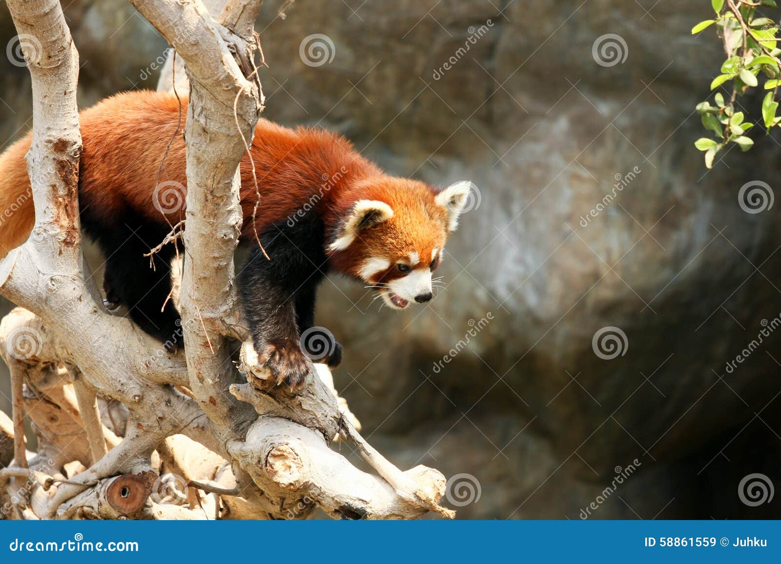 Red panda climbing on tree stock image. Image of catbear - 58861559