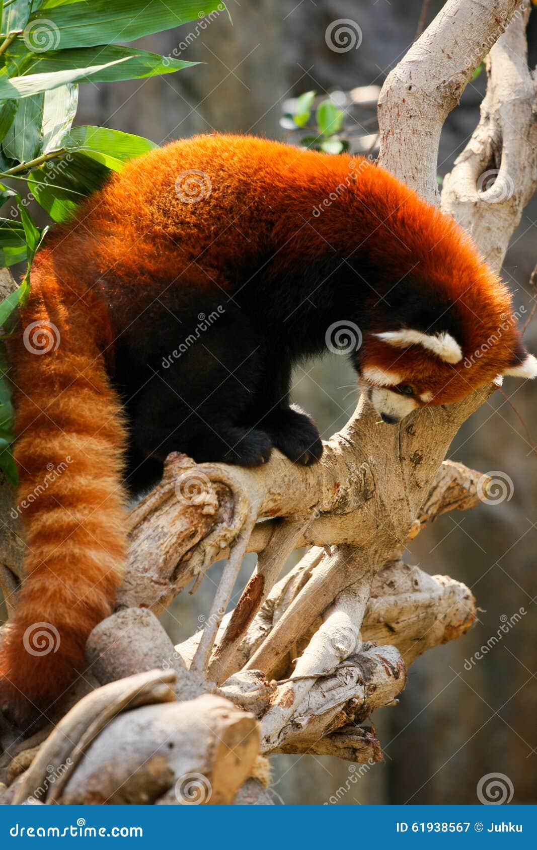 Red panda climbing on tree stock image. Image of curious - 61938567