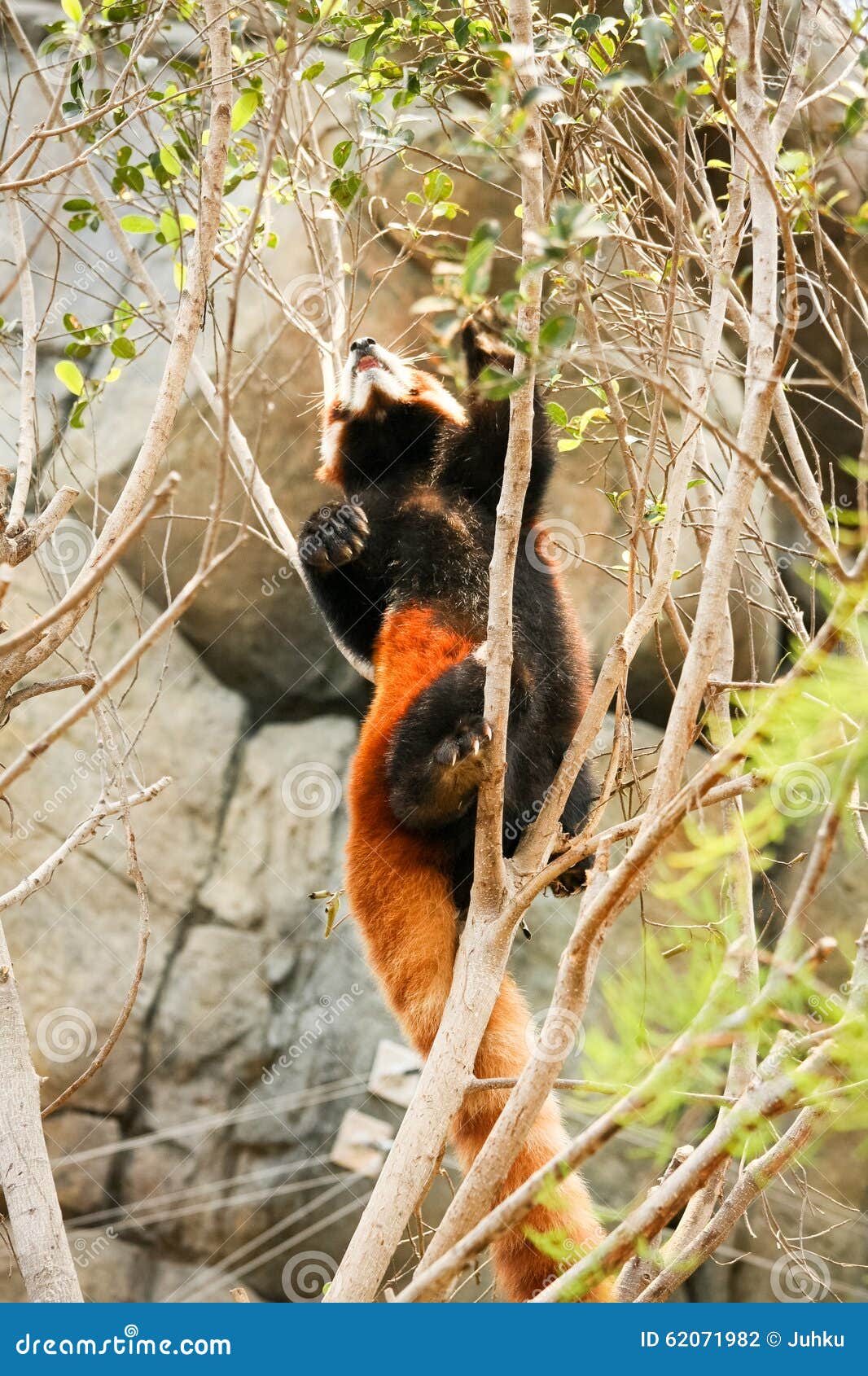 Red panda climbing on tree stock photo. Image of close - 62071982
