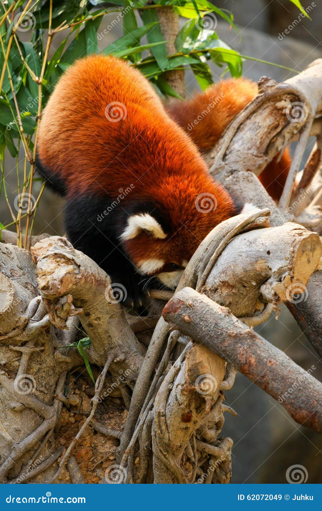 Red panda climbing on tree stock image. Image of lovely - 62072049