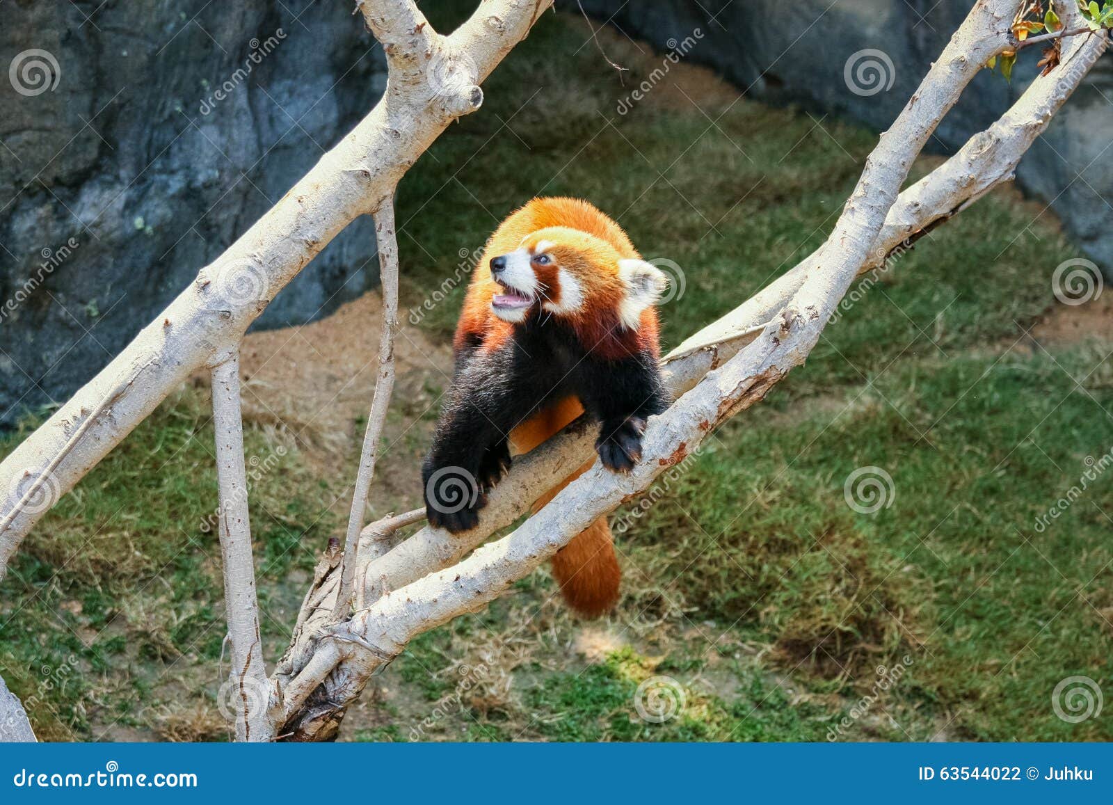 Red panda climbing on tree stock photo. Image of agile - 63544022