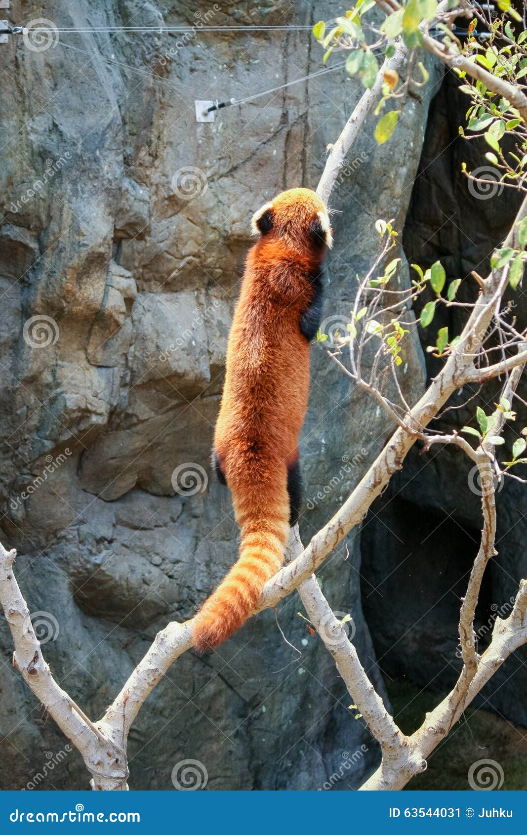 Red panda climbing on tree stock image. Image of asia - 63544031