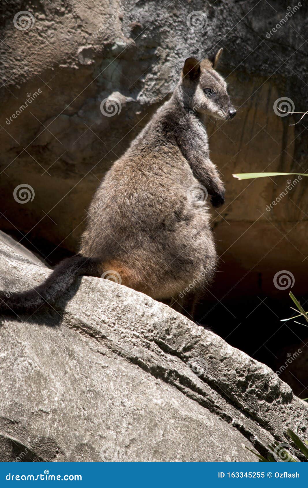 This is a Side View of a Red Panda Stock Image - Image of panda, rare ...