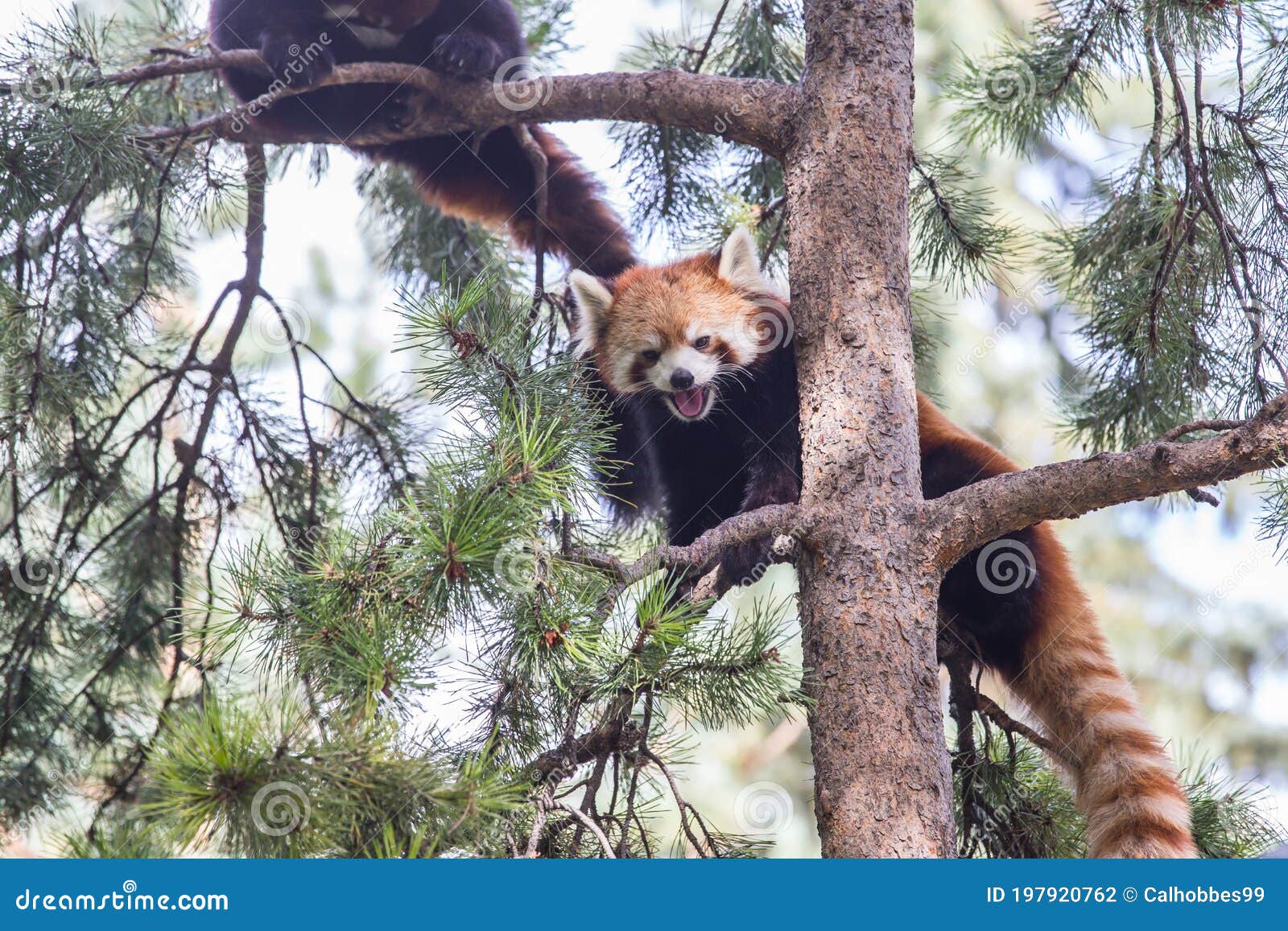 Red Panda Climbing Up a Tree Stock Photo - Image of wild, growth: 197920762