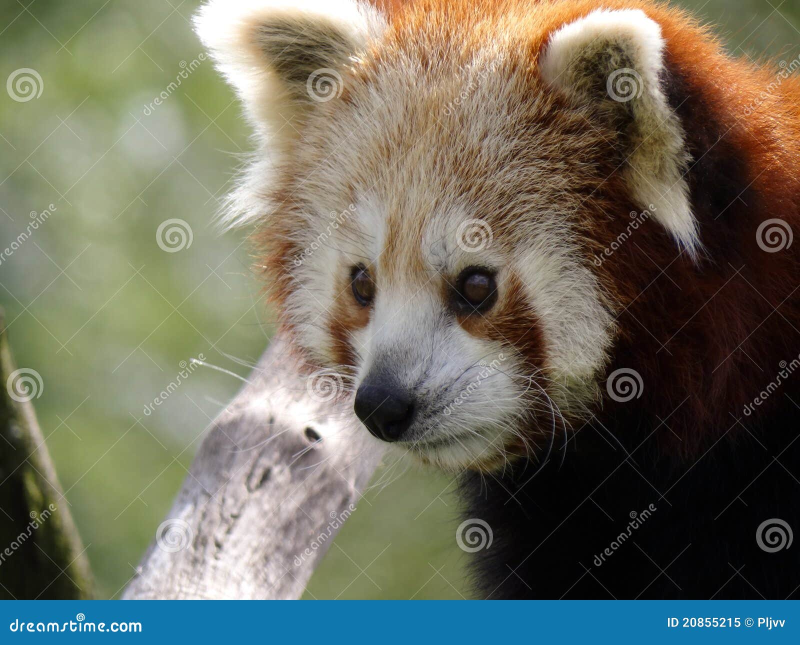 Red panda close-up stock image. Image of panda, nature - 20855215