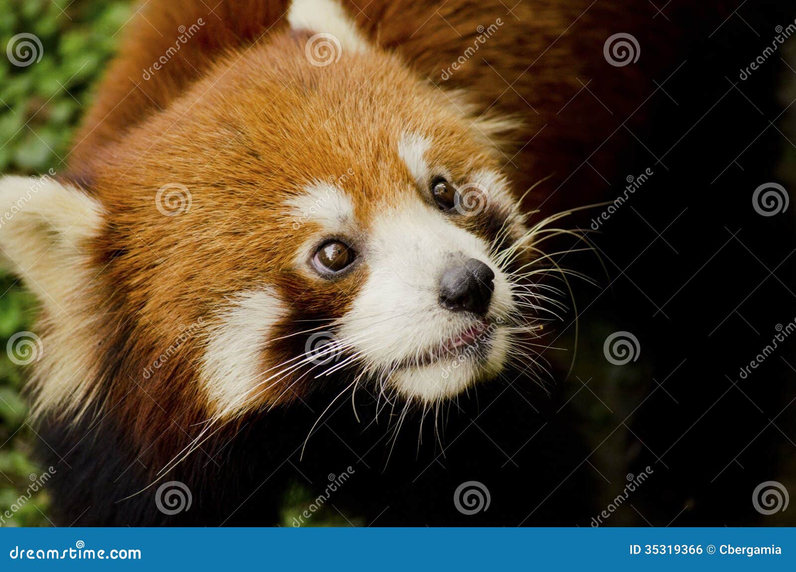 Red Panda stock photo. Image of closeup, wildlife, animal - 35319366