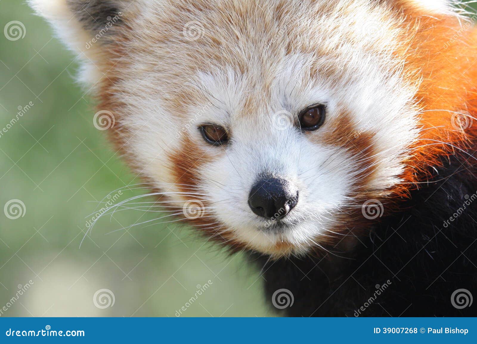 Red Panda stock photo. Image of furry, face, mammal, head - 39007268