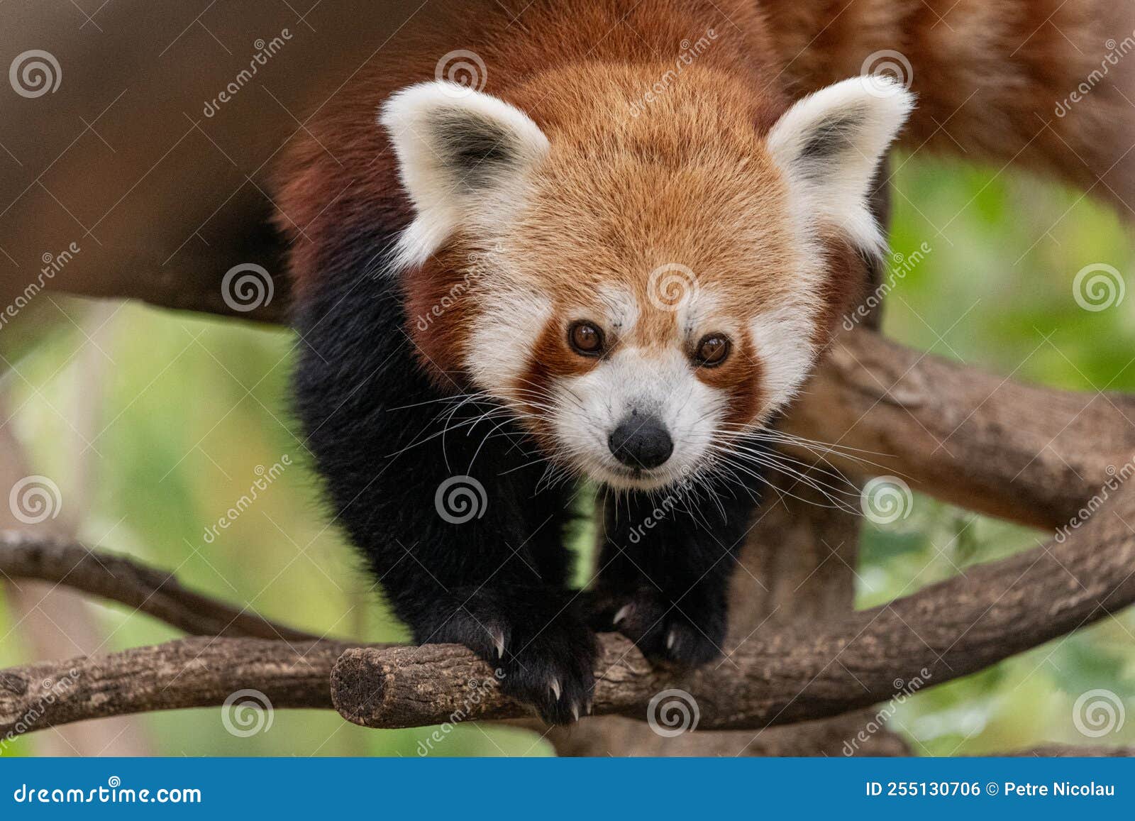 Red Panda Close Up Portrait Stock Photo - Image of branch, small: 255130706