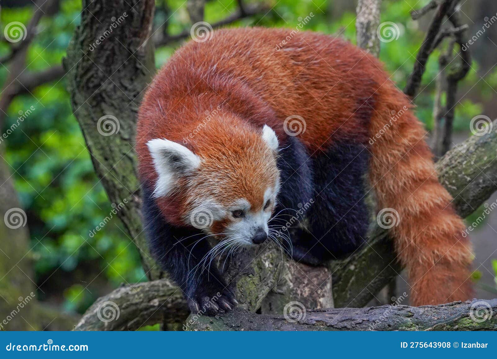 Red Panda Close Up Portrait Looking at You Stock Photo - Image of ...