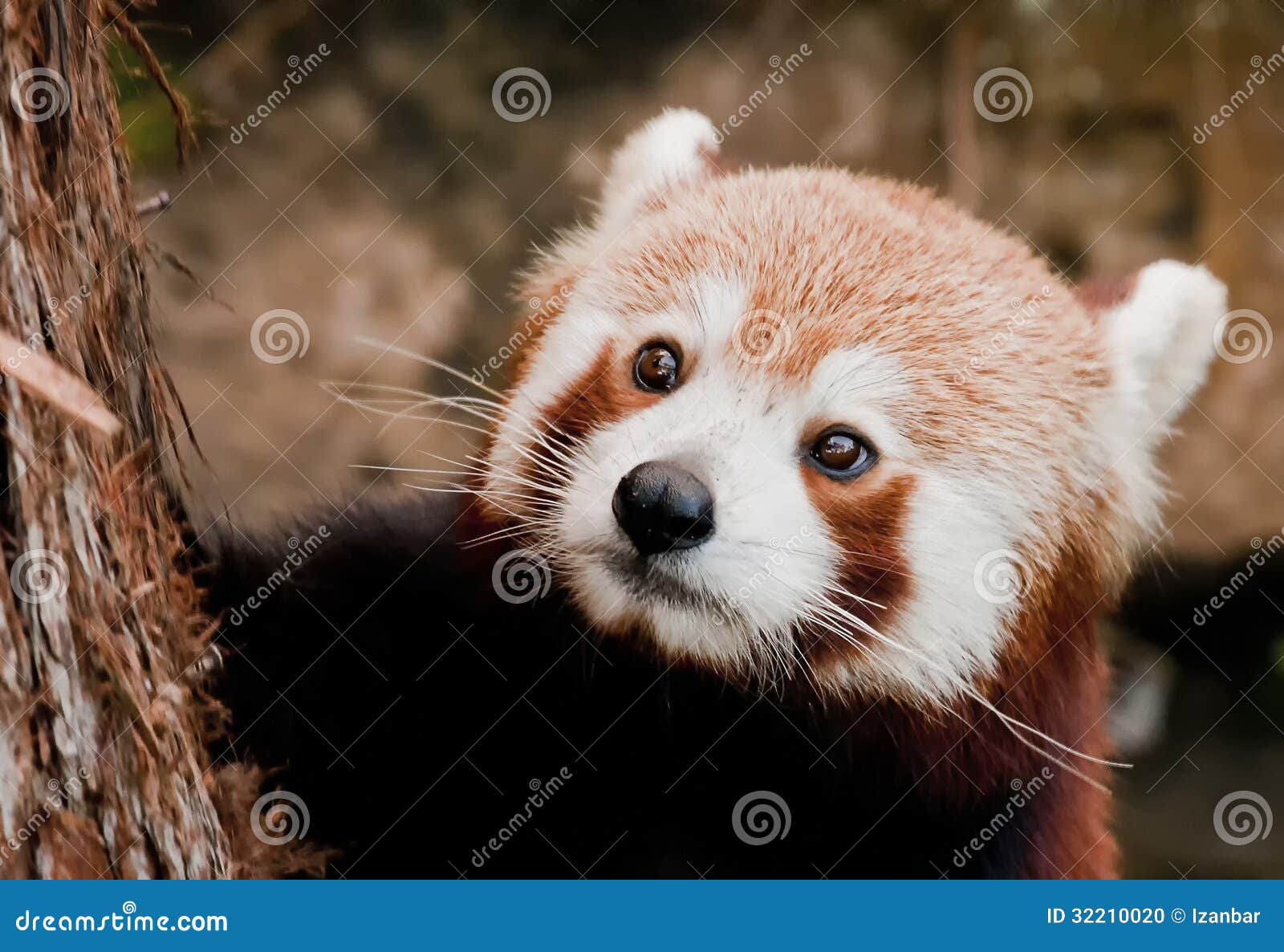 Red Panda Close Up Portrait Stock Photo - Image of orient, eating: 32210020