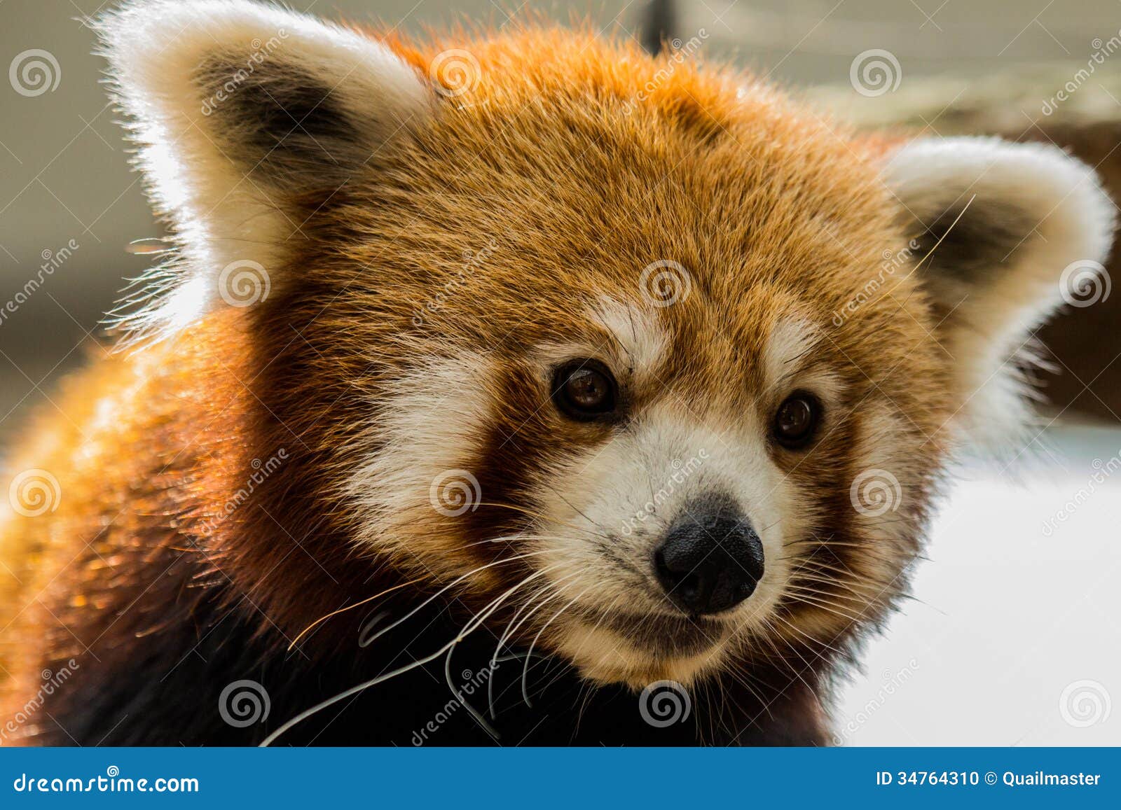 Red Panda Stock Photo - Image: 34764310