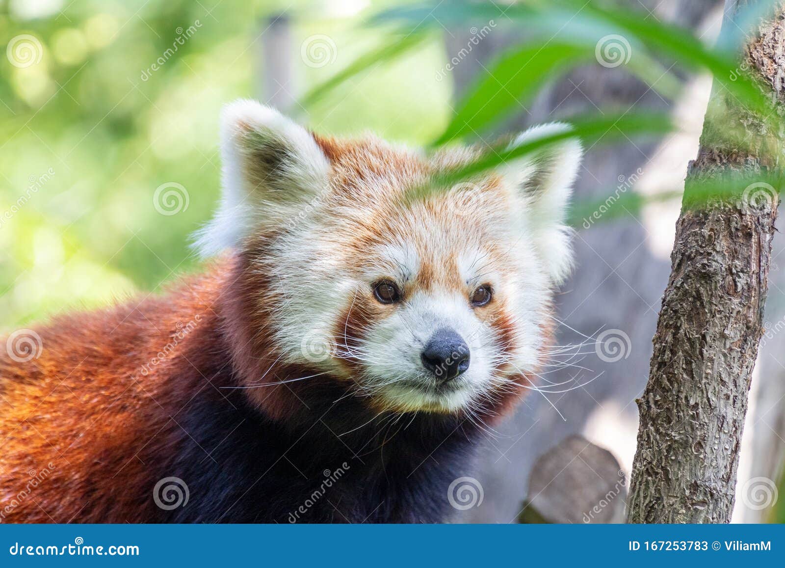 The Red Panda in Close-up View Stock Image - Image of cute, china ...