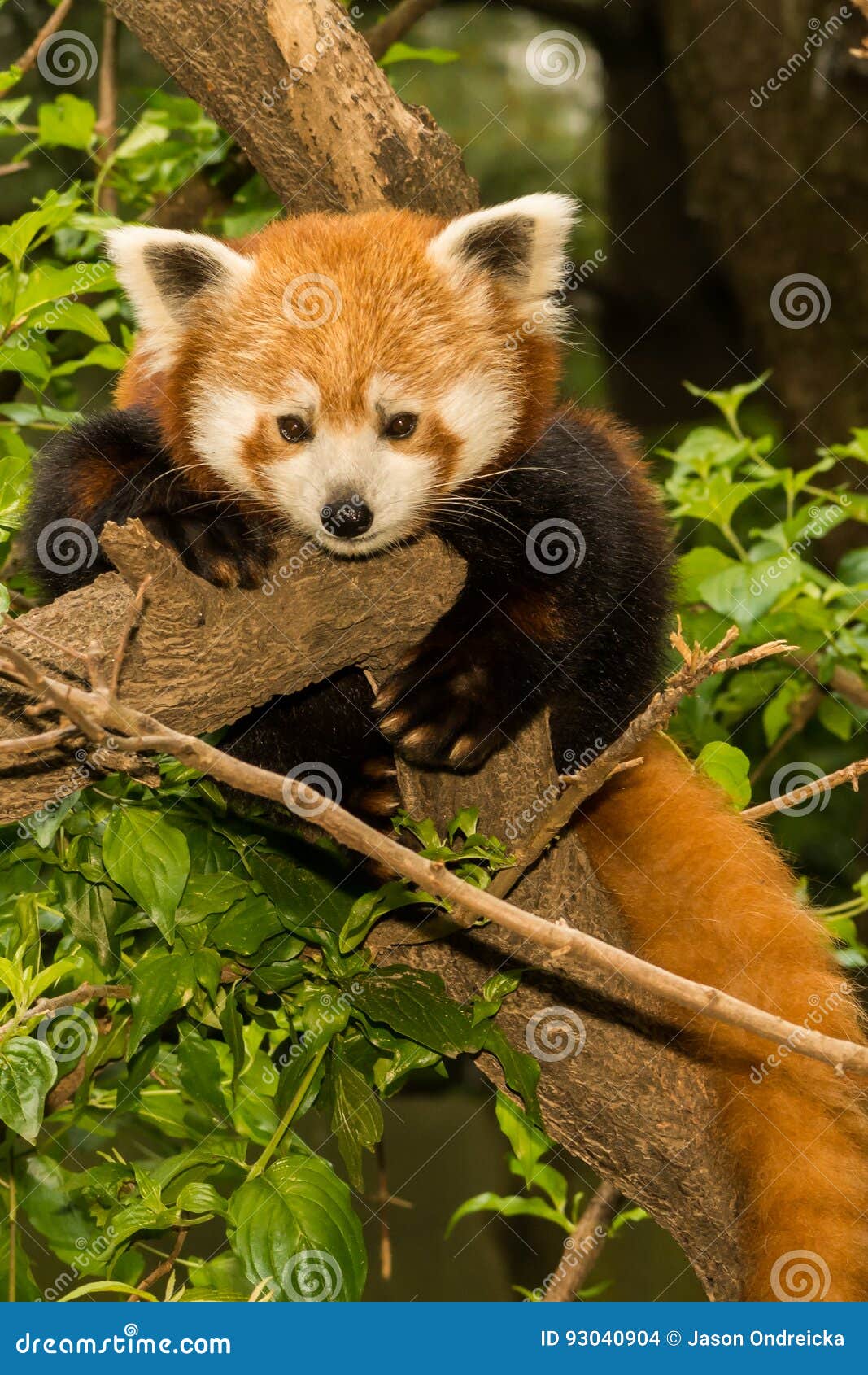 Red Panda stock photo. Image of incredible, lesser, adorable - 93040904