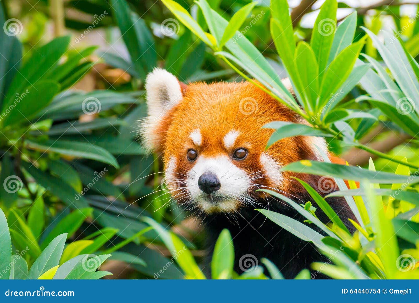 Red Panda stock photo. Image of asia, brown, bear, china - 64440754