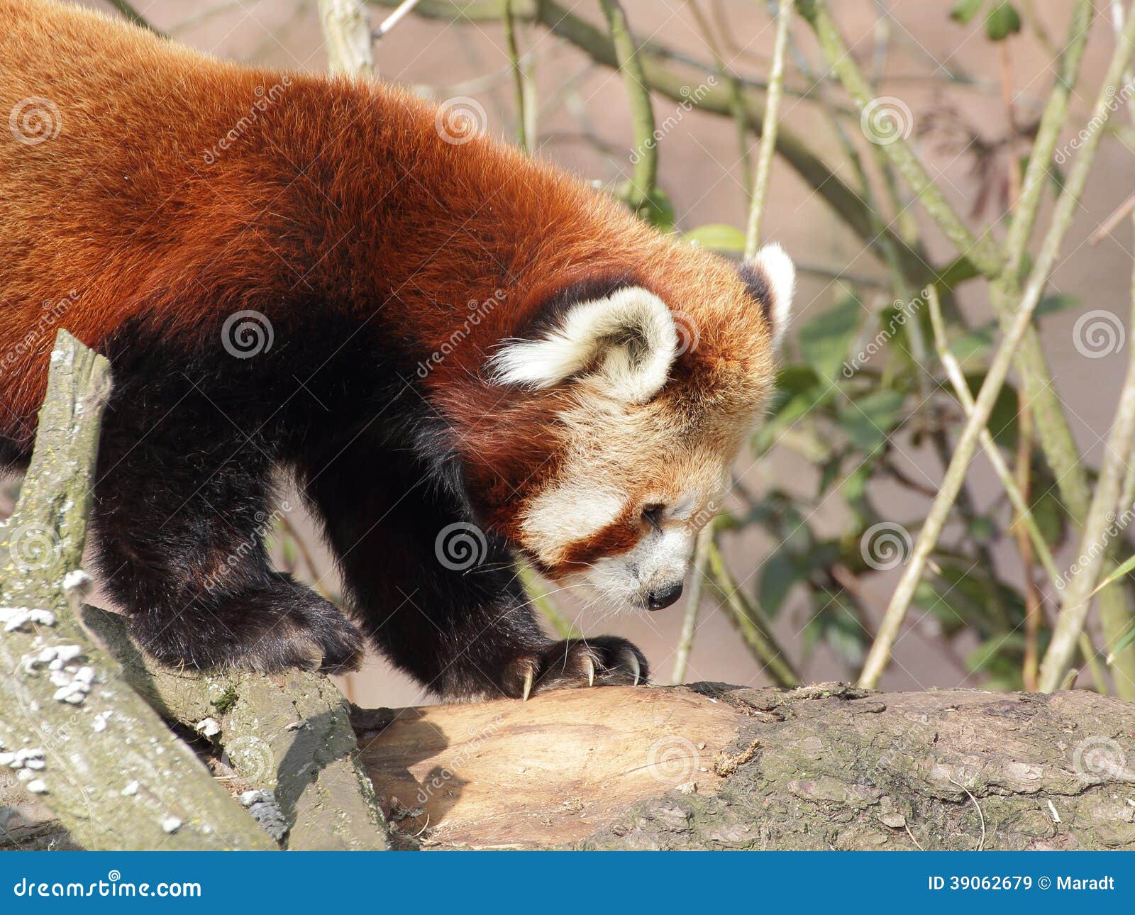 Red Panda Closeup Side Portrait Stock Image - Image of white, asia ...