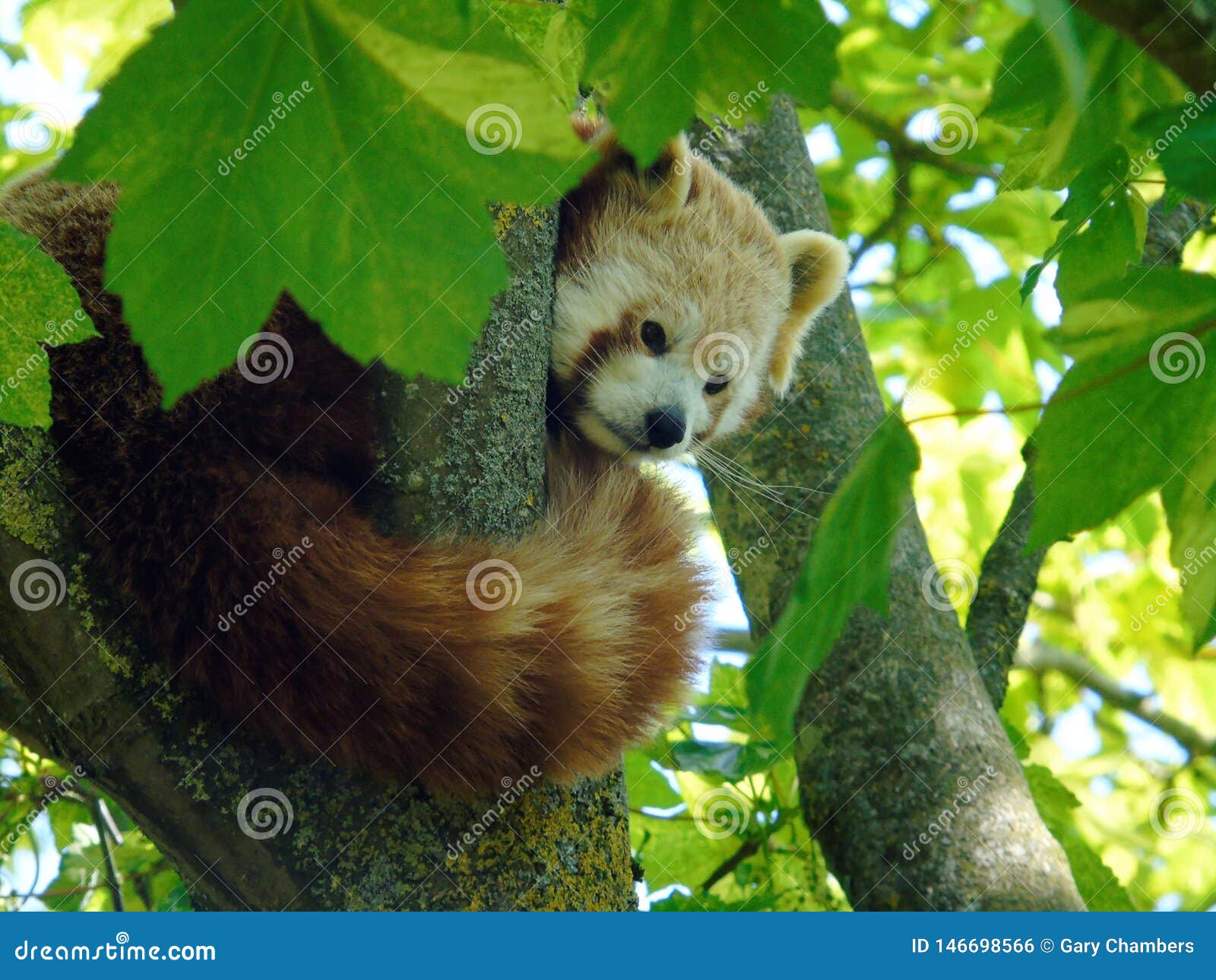 A Red Panda Curls Up in a Tree Stock Photo - Image of solitary, high ...