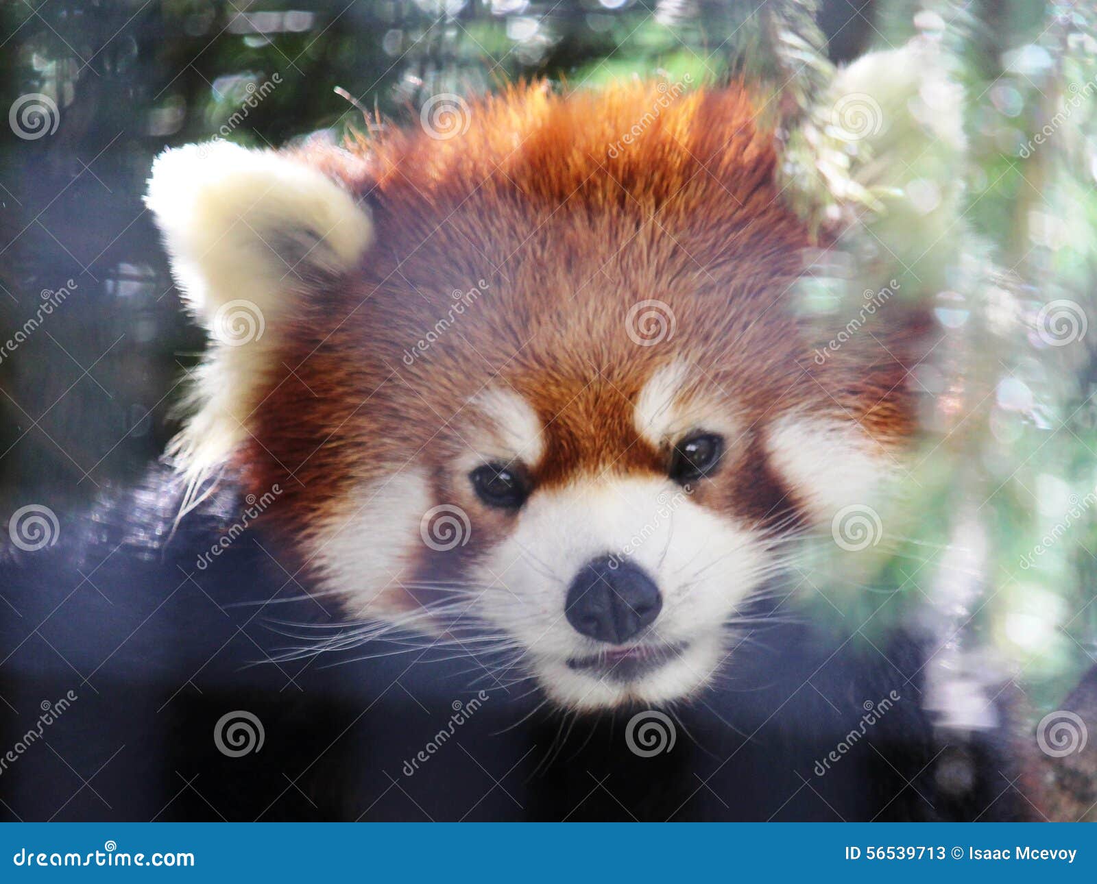 Red Panda stock image. Image of white, cute, nose, panda - 56539713