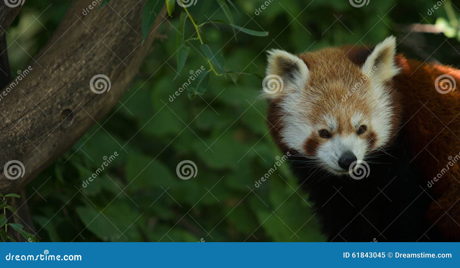 Red Panda stock image. Image of angry, forest, africa - 61843045