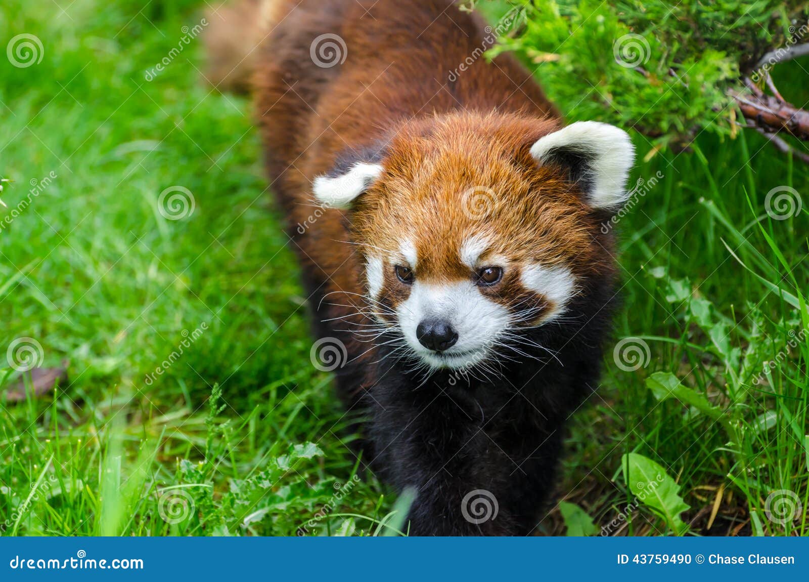 Red Panda stock photo. Image of animal, mountains, mammal - 43759490