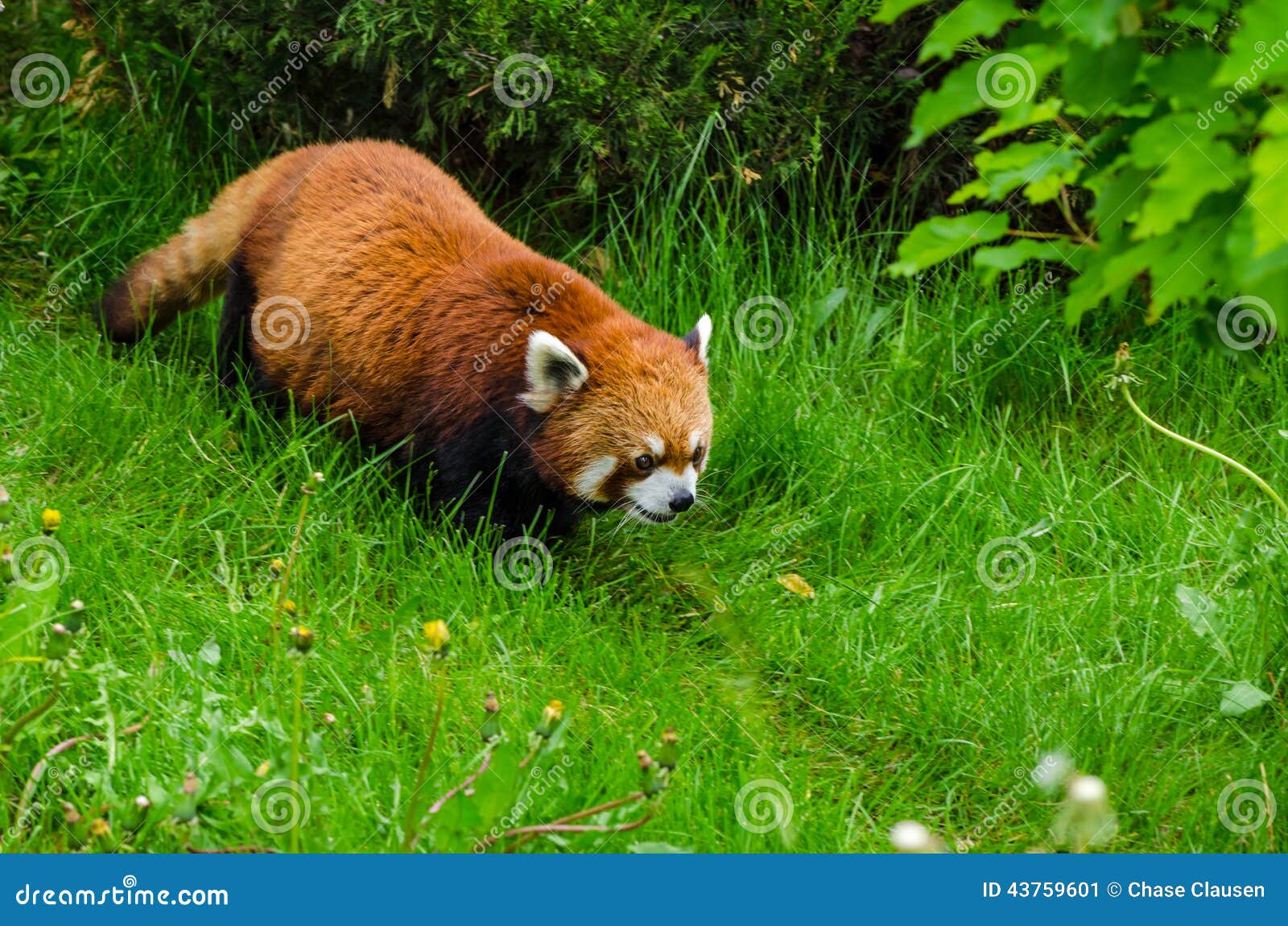 Red Panda stock image. Image of hair, mountains, bear - 43759601