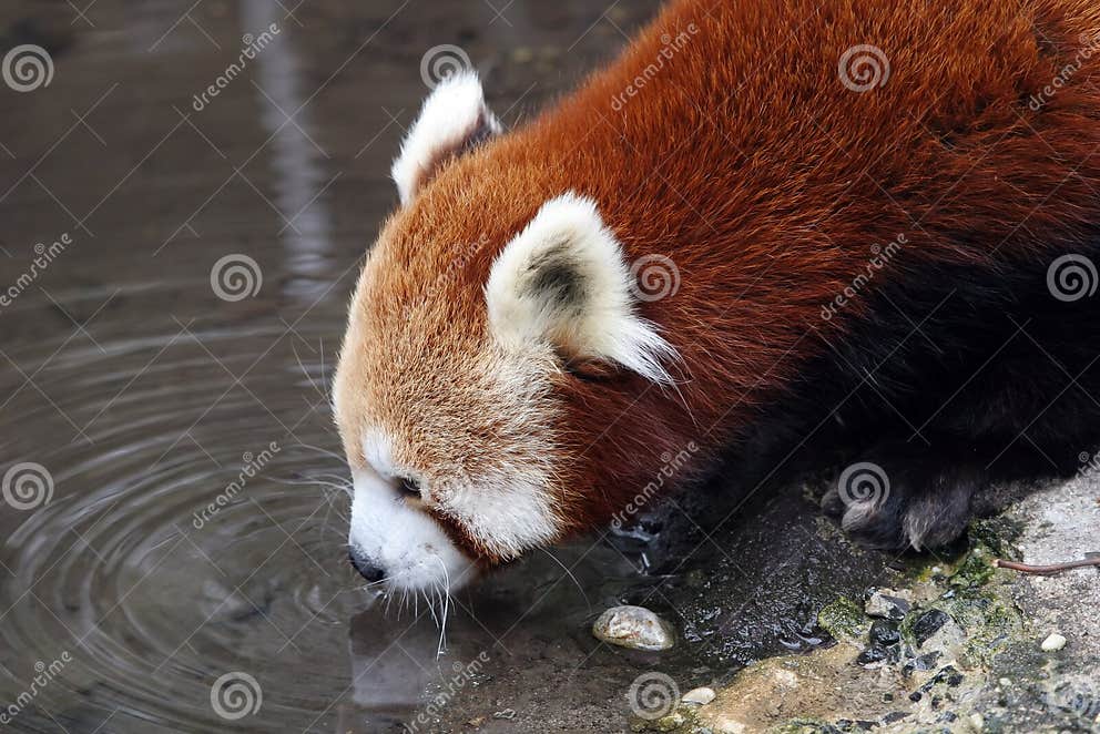 Red panda drinking stock image. Image of wildlife, nature - 19271785