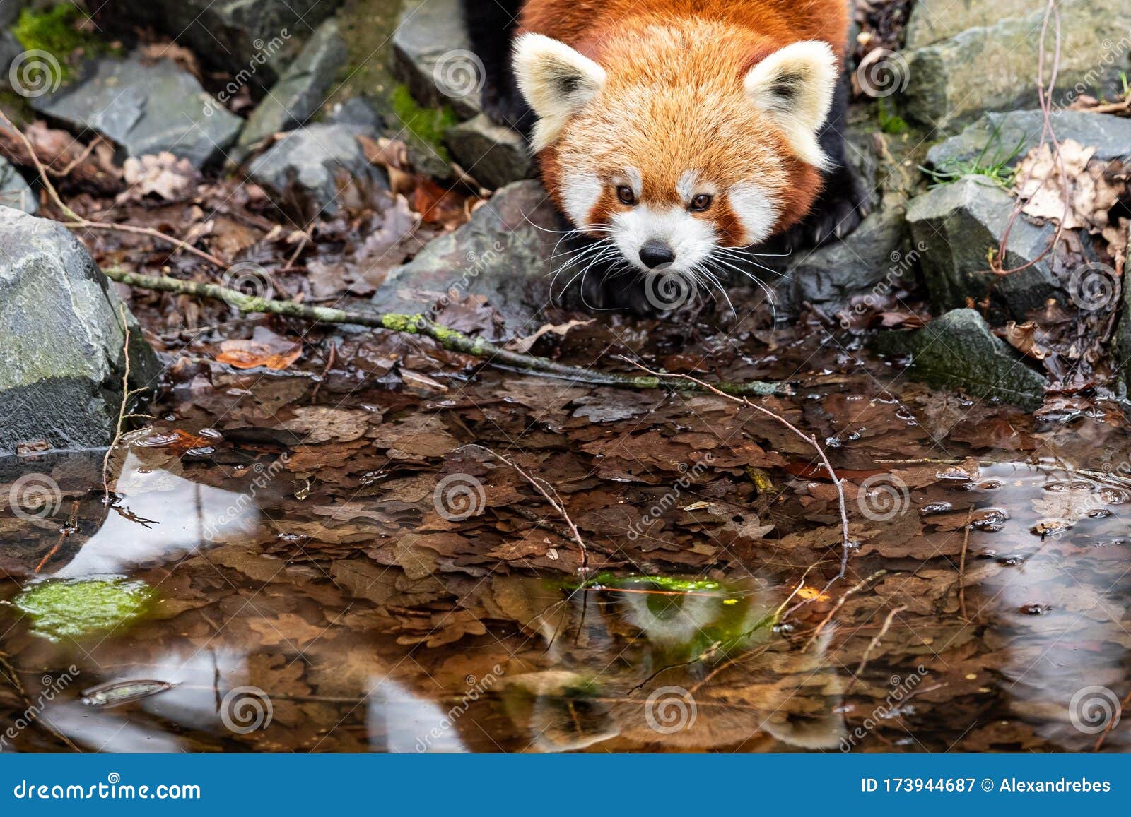 Red Panda Drinking in the Forest Stock Image - Image of nature ...