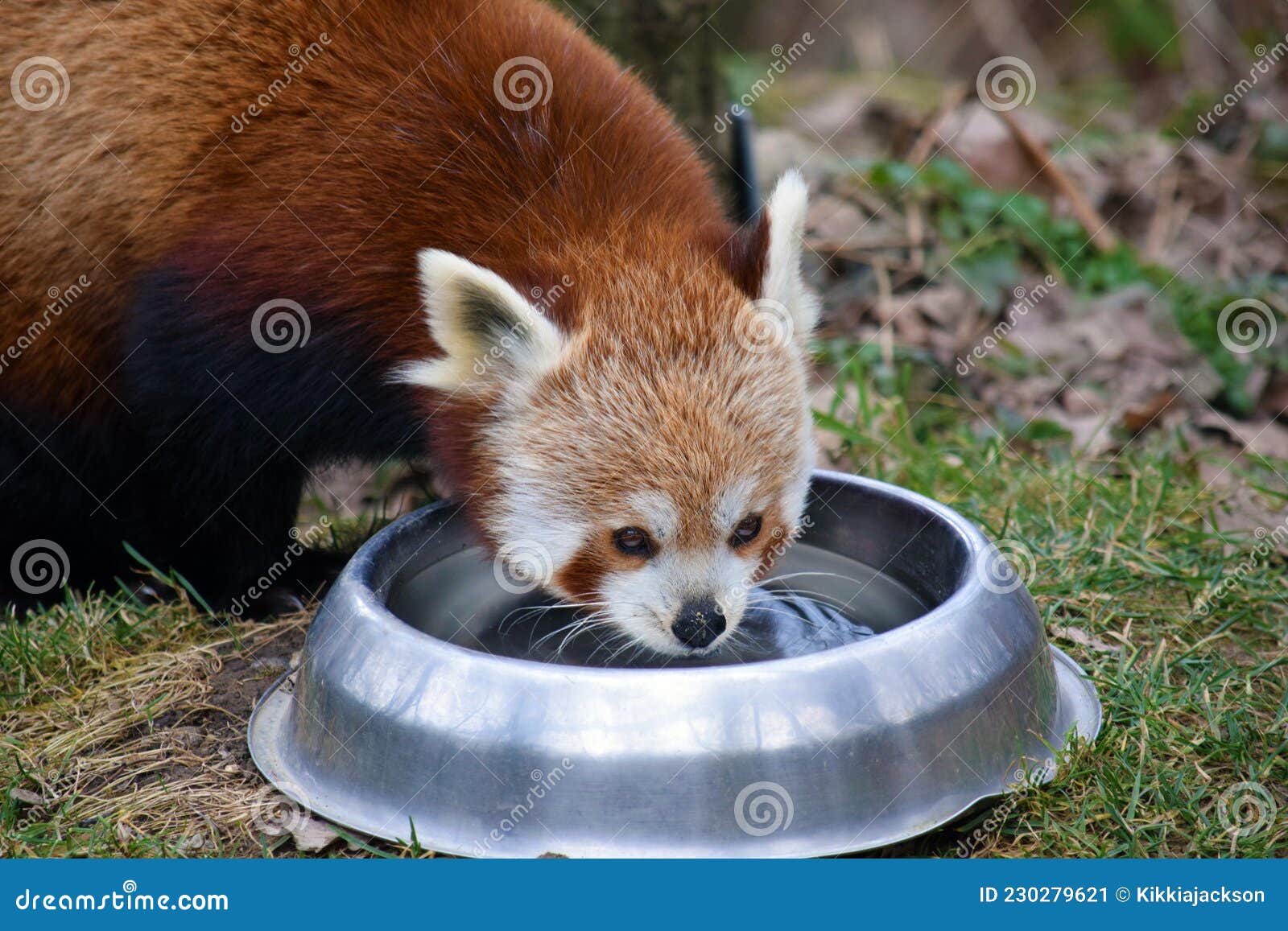 Red Panda Drinking Water from Bowl Portrait Stock Image - Image of ...