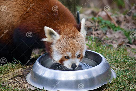 Red Panda Drinking Water from Bowl Portrait Stock Image - Image of ...