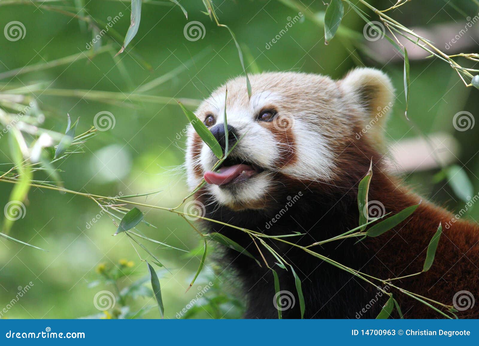 Red panda eating stock image. Image of green, leave, park - 14700963