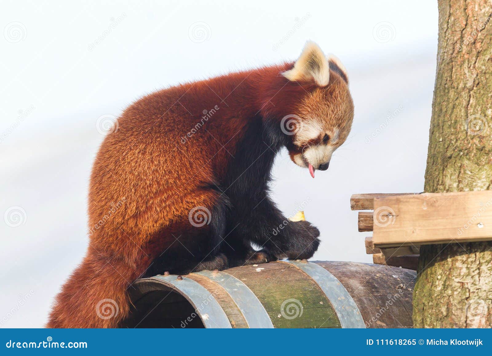Red panda eating a apple stock image. Image of panda - 111618265
