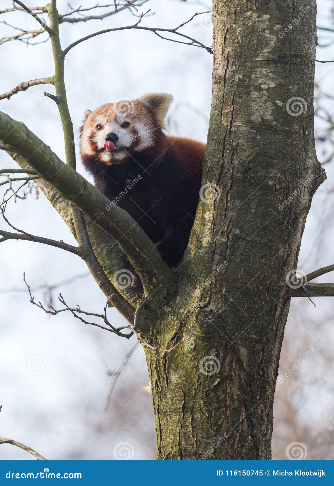 Red panda eating a apple stock image. Image of firefox - 116150745