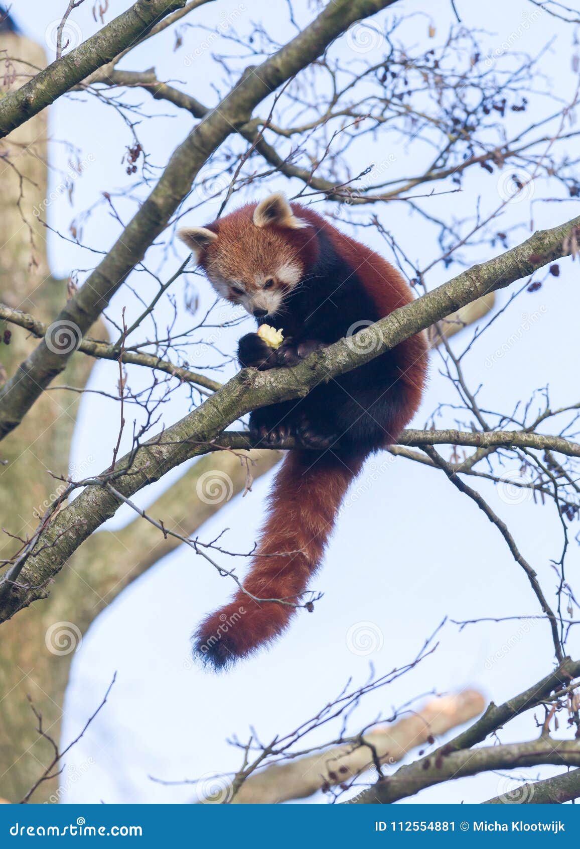 Red panda eating a apple stock image. Image of large - 112554881