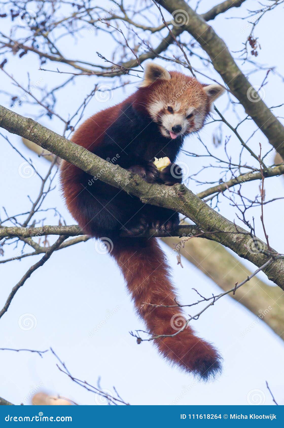 Red panda eating a apple stock photo. Image of outdoors - 111618264