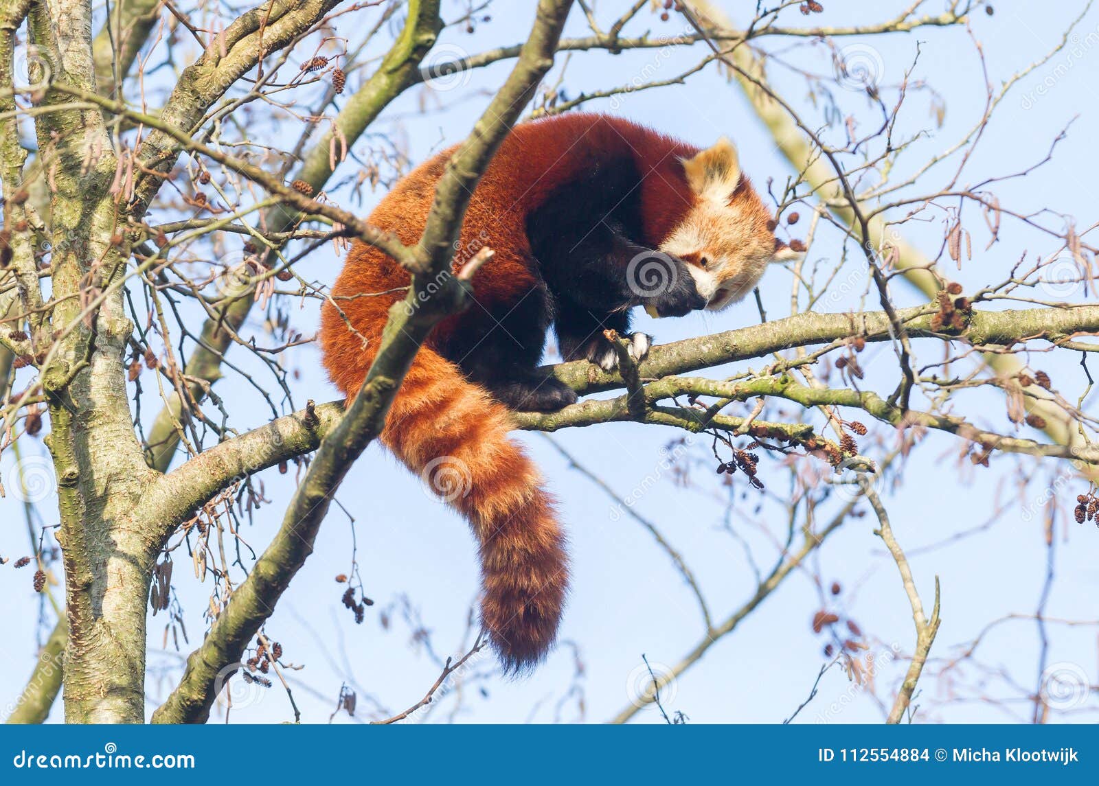 Red panda eating a apple stock photo. Image of asian - 112554884